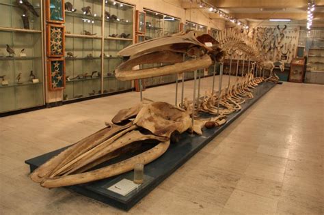 موزه جانورشناسی دانشگاه تهران عکس آدرس تلفن موقعیت جغرافیایی