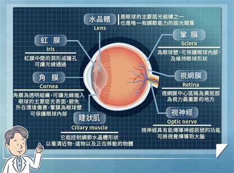 照護線上》近視對眼睛很傷，可能導致失明！醫師圖解 自由評論網
