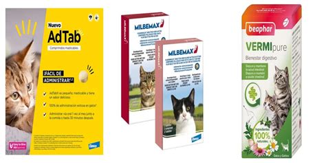 Pastillas Desparasitarias Para Gatos Lo Que Debes Saber