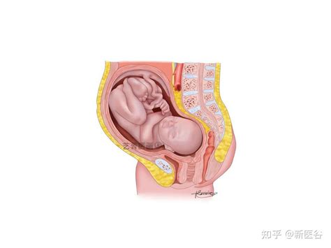 医学插画孕晚期的胎儿和子宫 知乎