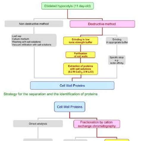 A Strategy For Cell Wall Proteomics As Illustrated In Wallprotdb
