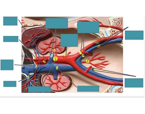 Whole Body Model Part 3 Quiz