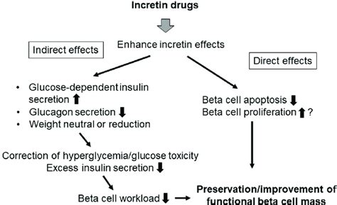 Plausible Mechanisms Of Beta Cell Preservation By Incretin Drugs