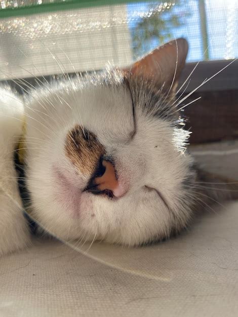 Premium Photo Cat Sleeping On Wood Table Sweet Dreams