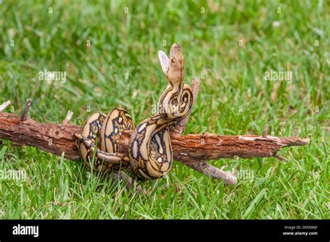 Tiger Reticulated Python Python Reticulatus At Gary Carters In
