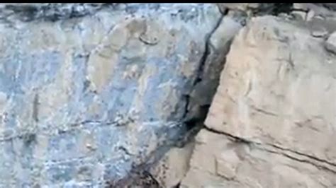 Watch Snow Leopard Spotted Roaming In Himachal Pradeshs Lahaul Spiti