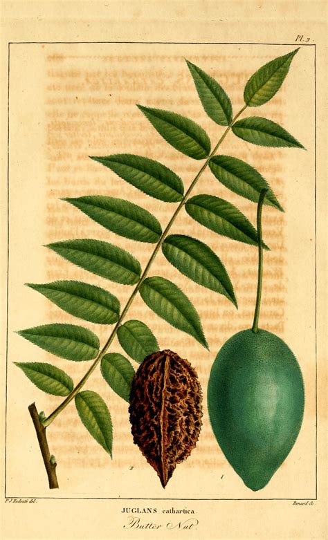 Juglandaceae Wikipedia