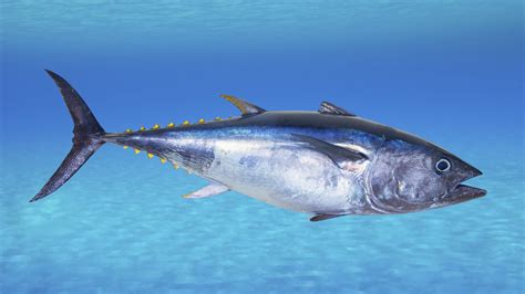 World Record Big Eye Tuna