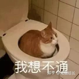 猫拉屎太臭怎么办分享几个亲测有效的除臭妙招 知乎