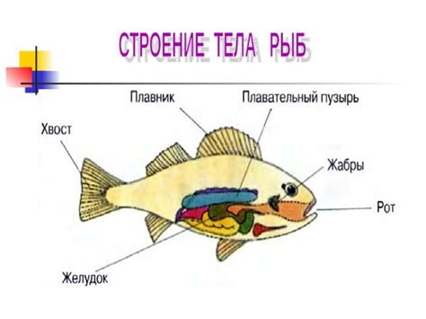 Главные признаки рыб схематический рисунок для детей