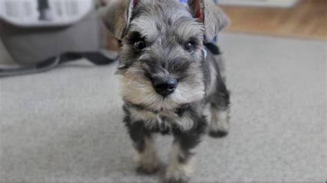 Cât Valorează Un Schnauzer Pitic Pe Piața Canină Un Blog Despre Câini