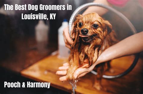 7 Of The Best Dog Groomers In Louisville Ky Pooch And Harmony