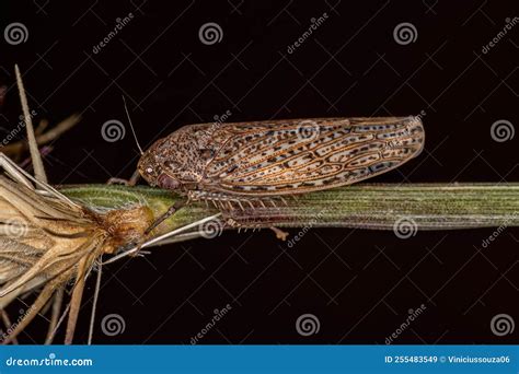 Small Typical Leafhopper Stock Image Image Of Auchenorrhyncha 255483549