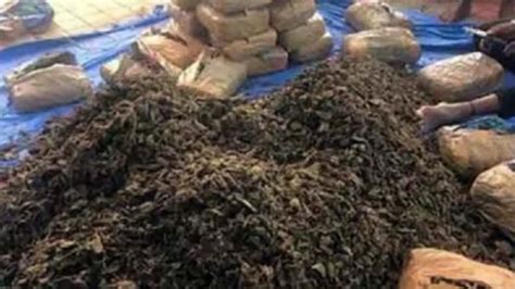 Bank Cashier Another Arrested For Smuggling Ganja In Odisha