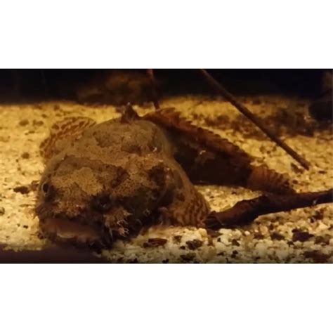 Grunting Toadfish Allenbatrachus Grunniens