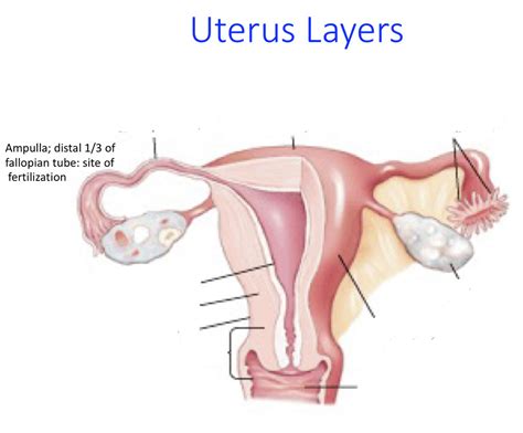 Uterus Layers Diagram Quizlet