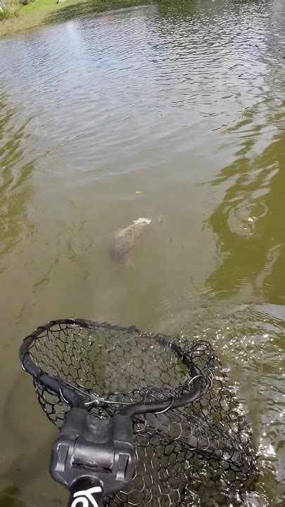 Another One From The Boat Of Susky Smalljaws Susquehanna Netcam