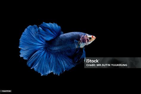 シャムの戦いの魚青魚黒背景ハーフムーン ベタ Betta Splendens かわいがられているペットのストックフォトや画像を多数ご用意