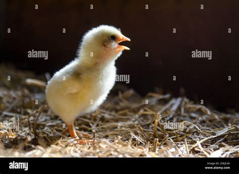 Yellow Chick Standing On Straw Chirping Illuminated By Soft Light