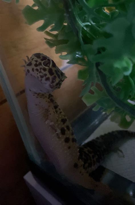 Gecko Substrate R Leopardgeckos