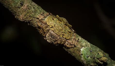 Elusive ‘wrap Around Spiders Seamlessly Camouflage Into Their