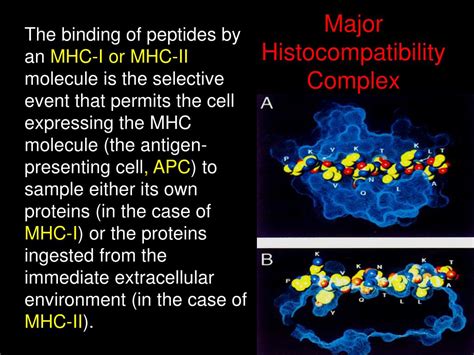 Ppt Major Histocompatibility Complex Powerpoint Presentation Free