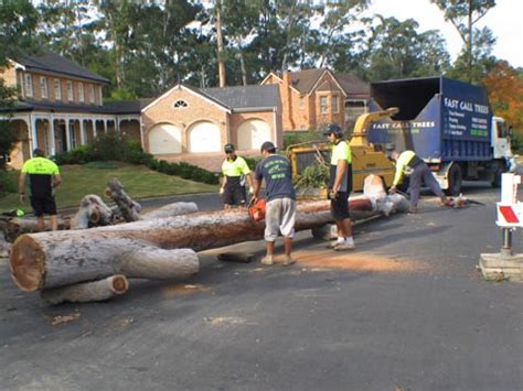 Tree Removal Gallery Fast Call Trees
