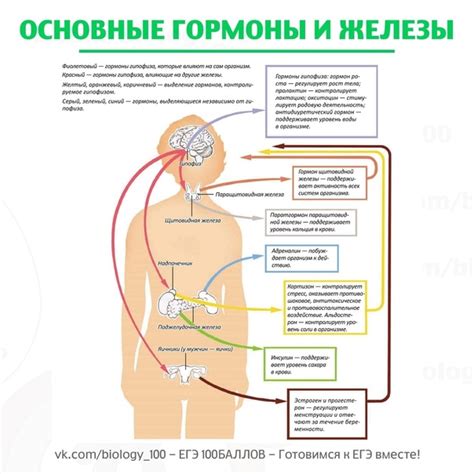 ♻ Рисунки по ЭНДОКРИННОЙ СИСТЕМЕ человека 2025 Биология ЕГЭ 100БАЛЛОВ
