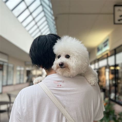 愛犬進家門前都會有1舉動 飼主一看眼眶紅了 Teepr 亮新聞