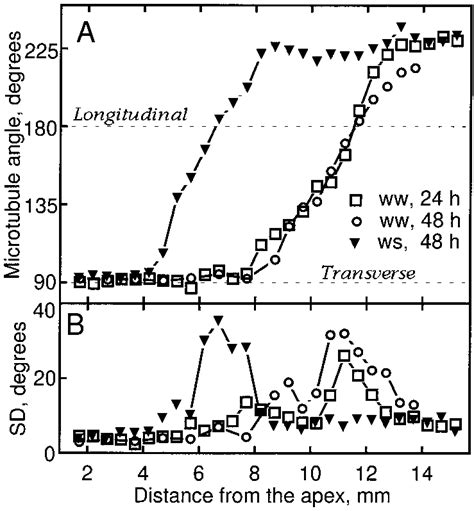 Microtubule Orientation In Cortical Cells As A Function Of Distance Download Scientific Diagram