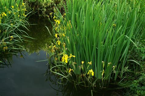 Primerki Vrste Močvirska Perunika Iris Pseudacorus