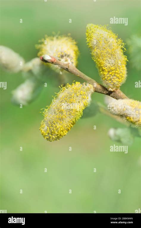 Spring Willow Branches Pussy Willow S Twigs Spring Willow Tree In Bloom Stock Photo Alamy