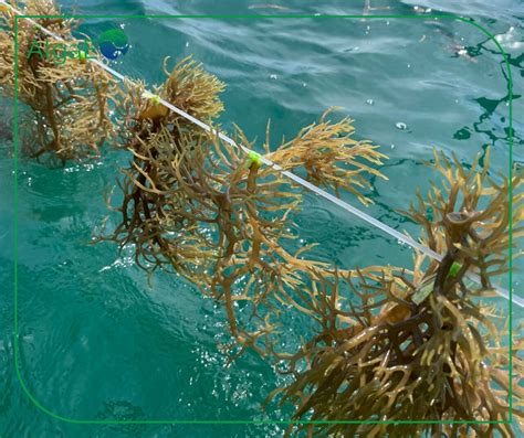 Algal Ecophysiology Algal Ecophysiology Laboratory