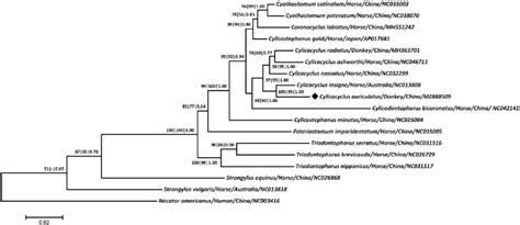 phylogeny was inferred from maximum parsimony mp maximum likelihood
