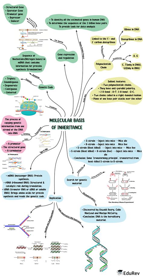 Mindmap Molecular Basis Of Inheritance Biology Class Neet Pdf The
