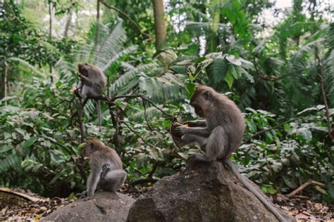 Apes Together Strong