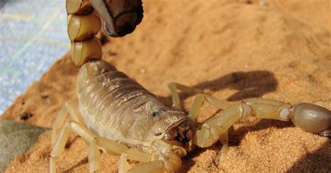 Torah Philosophy The Divine Wisdom In A Bug S Shell