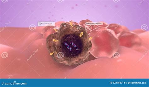 The Abnormal Gene Is Known As An Oncogene Because It Causes Tumor