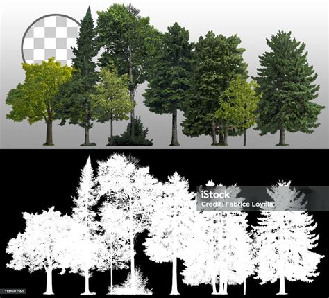 녹색 나무와 소나무는 큰 정밀도의 알파 채널을 통해 투명 한 배경에 고립 전문적인 구성을 위한 고해상도 나무에 대한 스톡 사진 및 기타 이미지 Istock