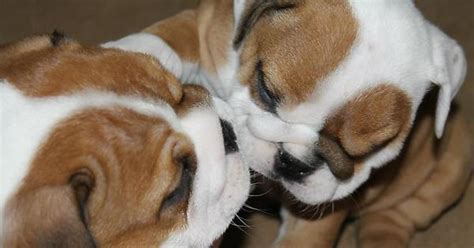 Pups Album On Imgur