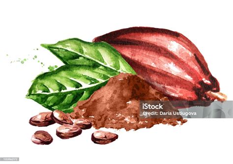 코코아 콩 분말 포드 및 녹색 잎 Superfood 수채화 손으로 그린 그림 흰색 배경에 고립 가꿔주기에 대한 스톡 벡터 아트