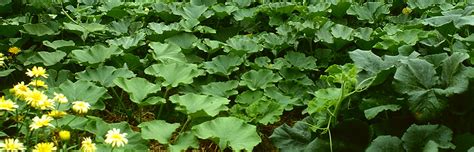 Oceancycle Fish Compost Choice Of Professionals Since 1991