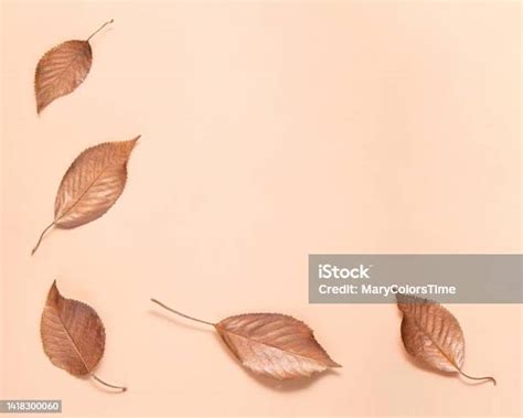 황금 가을 개념 부드러운 파스텔 핑크 배경에 레드 골드 색상의 가을 잎 미니멀 한 가을 구성 복사 공간이있는 자연 플랫 레이
