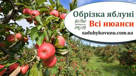 Обрізка яблуні на урожай всі нюанси Як обрізати дорослу та молоду