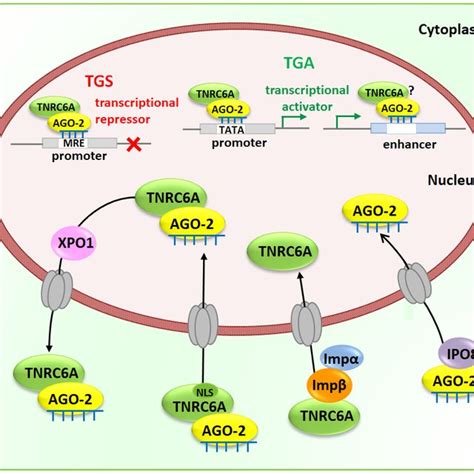 Transport Of Mature Mirnas And Components Of Risc Rna Induced