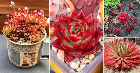 36 Attractive Red Succulents Succulent Garden Web
