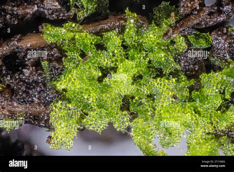 Gametophyte Stage Of The Harts Tongue Fern Asplenium Scolopendrium