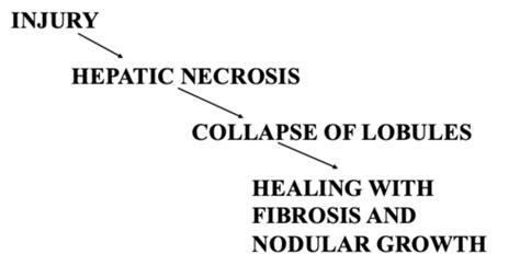 40 Cirrhosis Flashcards Quizlet