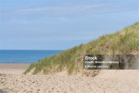 경치 좋은 Harlech Beach의 Marram 잔디와 Ragwort 노란색 데이지 꽃의 해변 식물이있는 오른쪽의 모래 언덕 경관에 대한 스톡 사진 및 기타 이미지