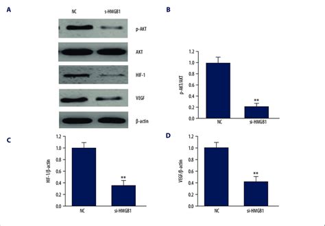 Hmgb1 Kd Prohibits Pi3kakt Stimulation And Hifvegf Expression In